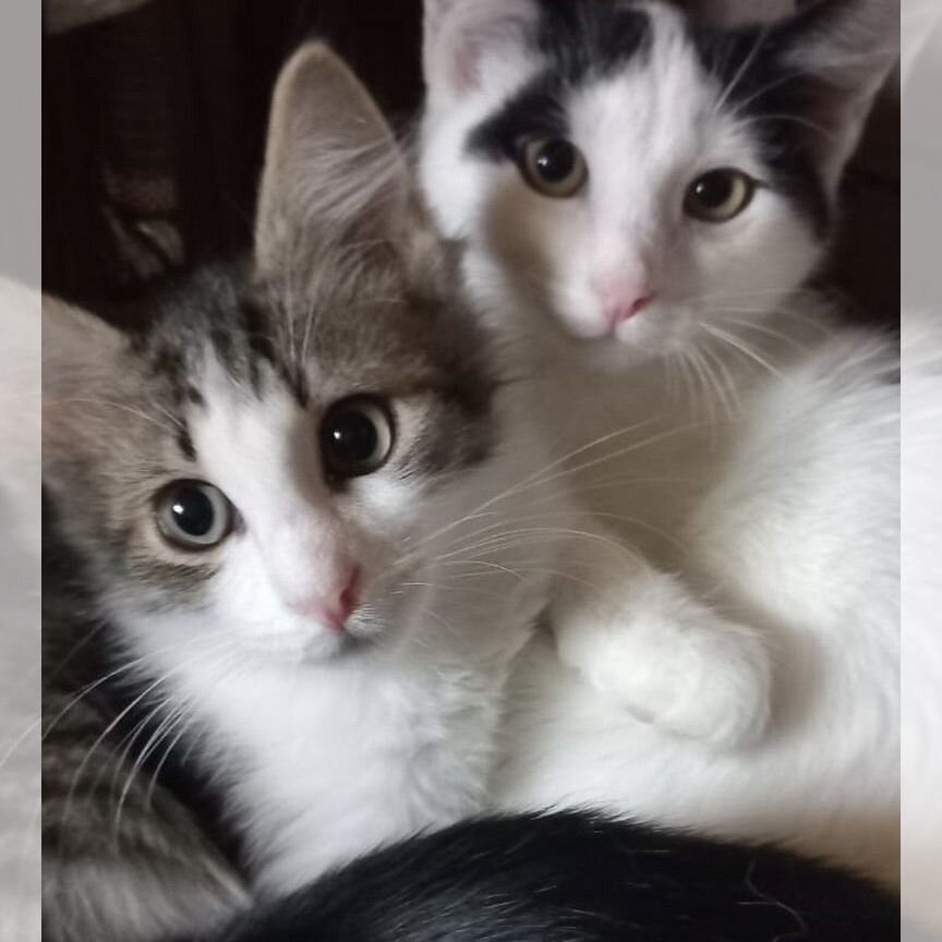 Котята в добрые руки бесплатно