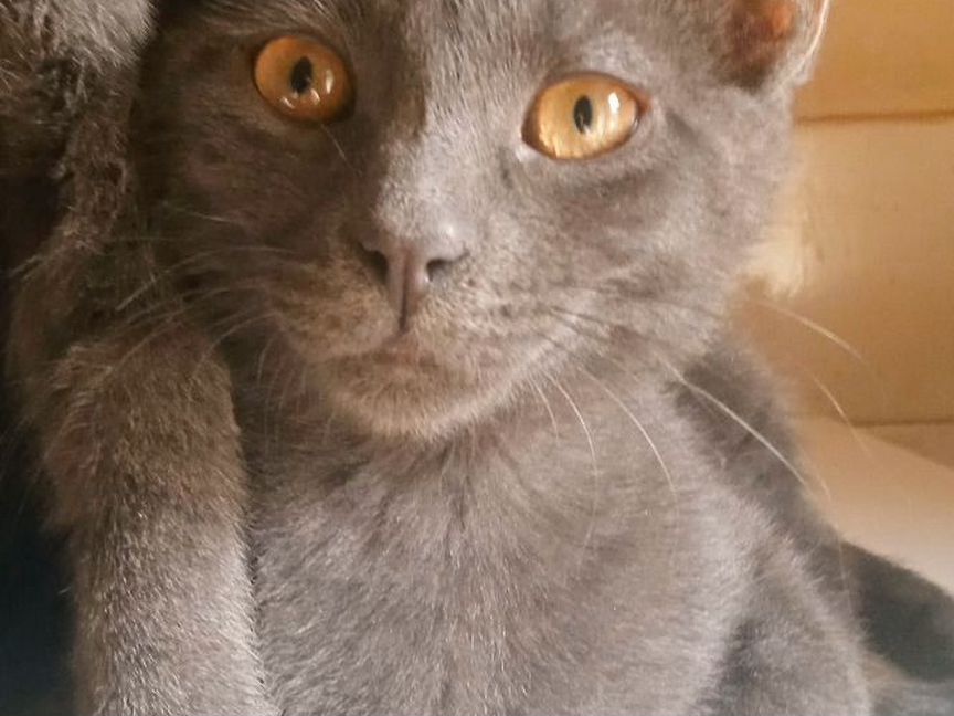 Котята 2 мальчика метисы русской голубой