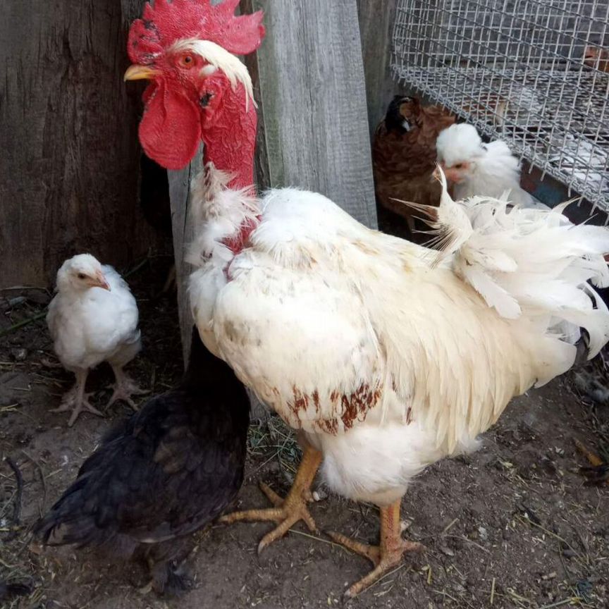 Голошейные петух и