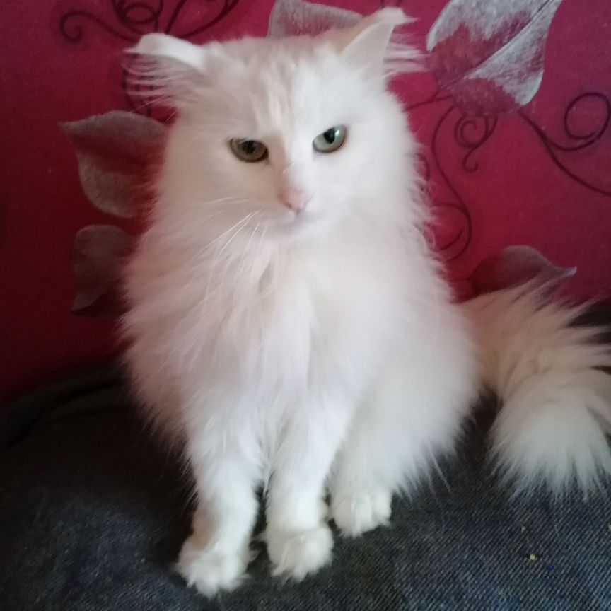 Кошечка в добрые руки