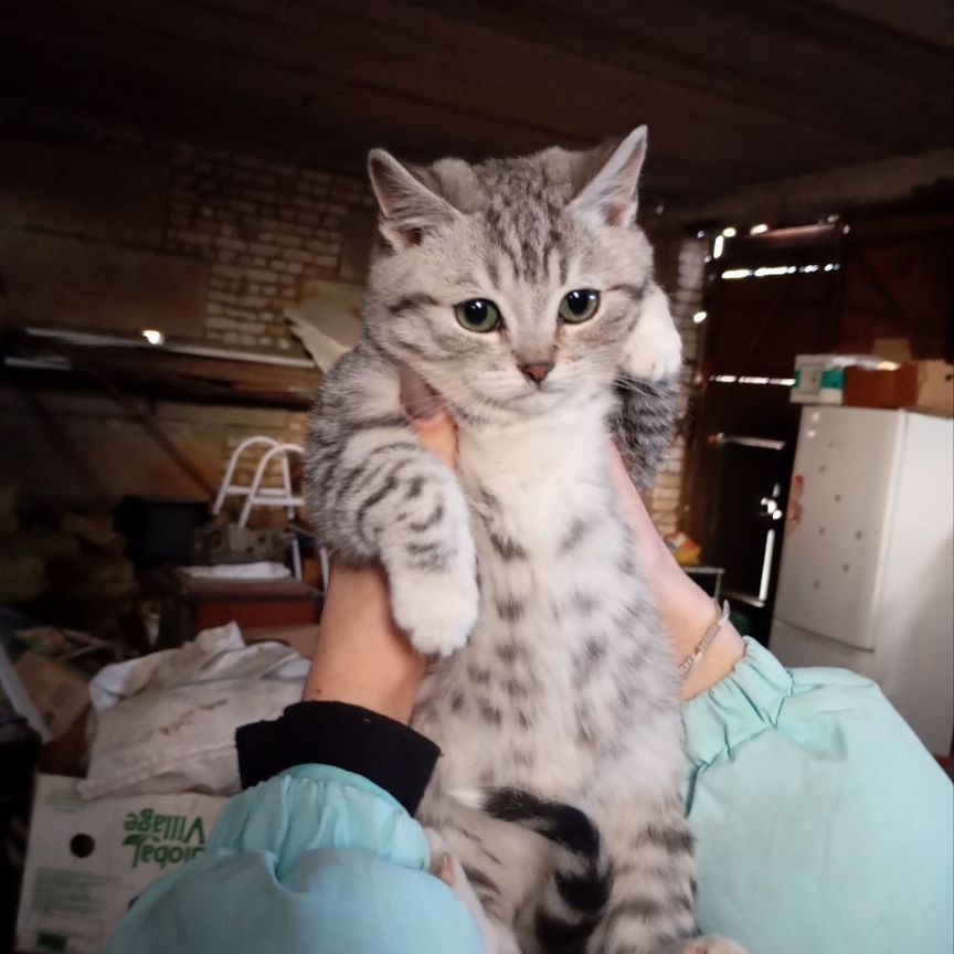 Котята в добрые руки бесплатно