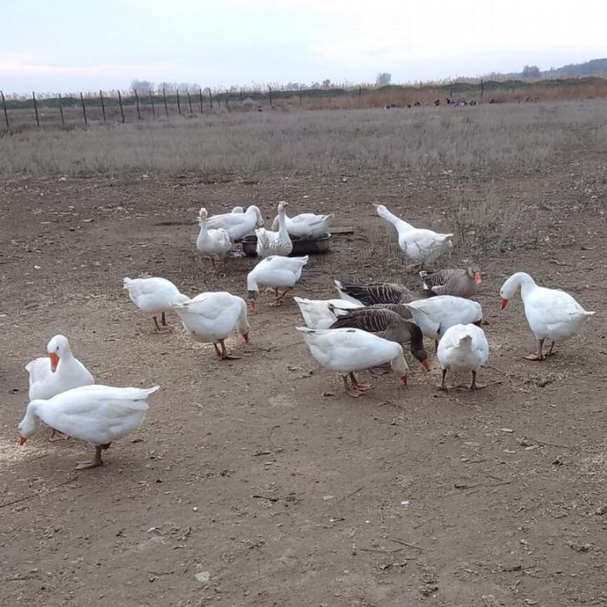 Продаются гуси