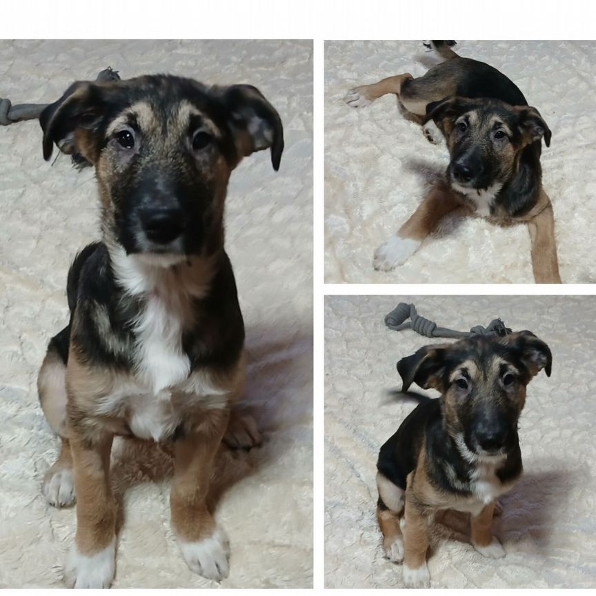 Щенок в добрые руки