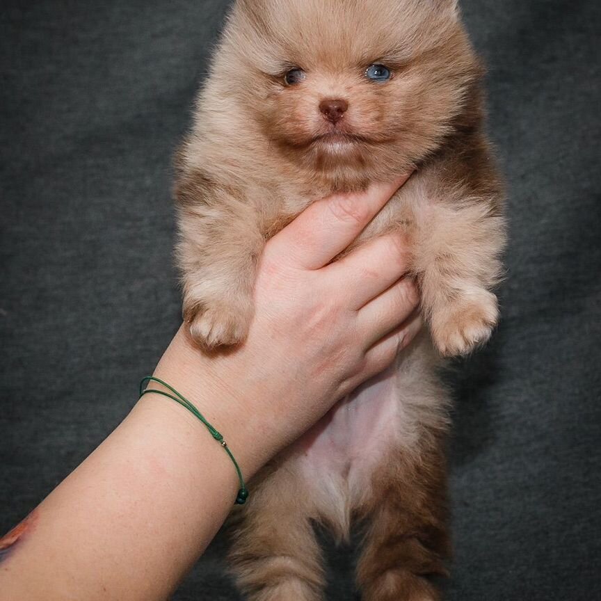 Померанский шпиц мини мальчик