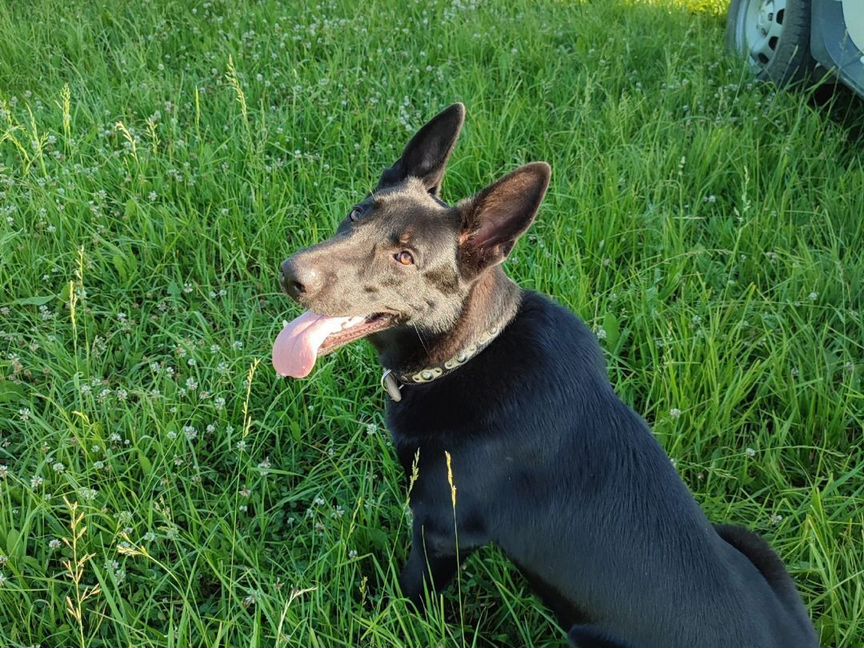 Собака в добрые руки отдам бесплатно