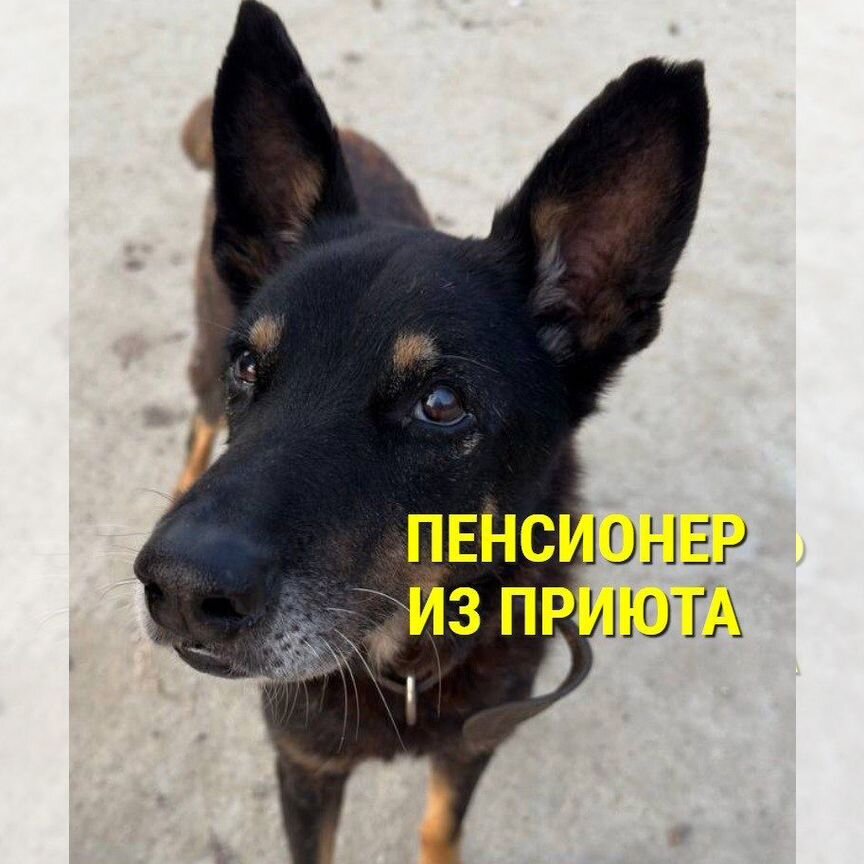 Взрослая собака в добрые руки