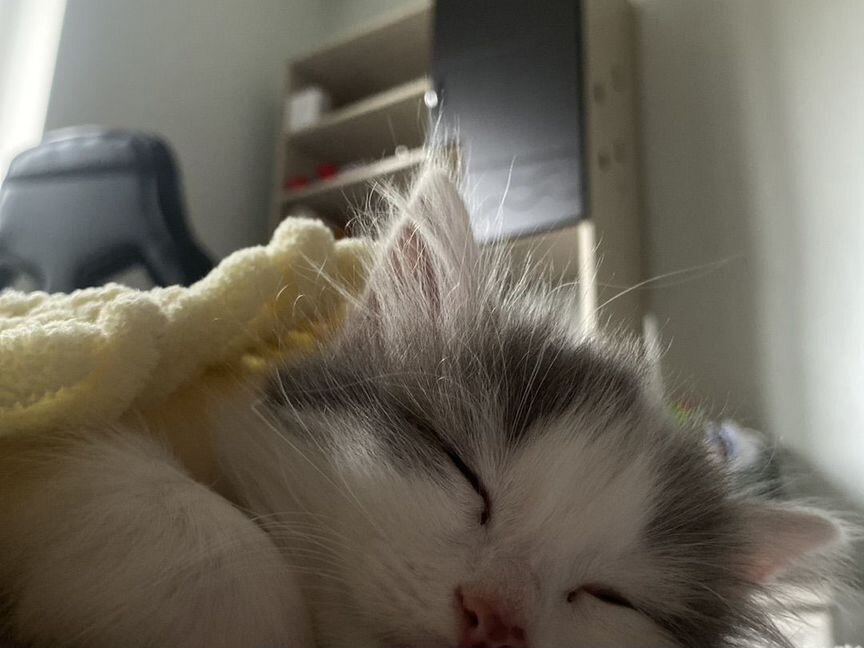 Котенок в добрые руки
