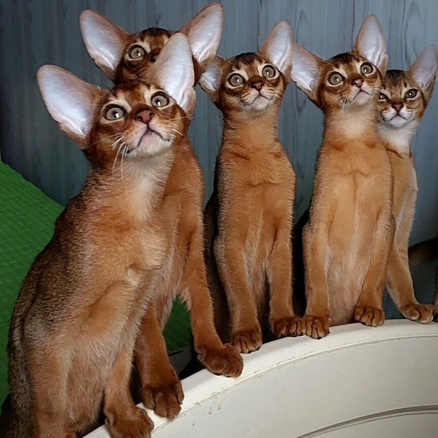 Абиссинские котята