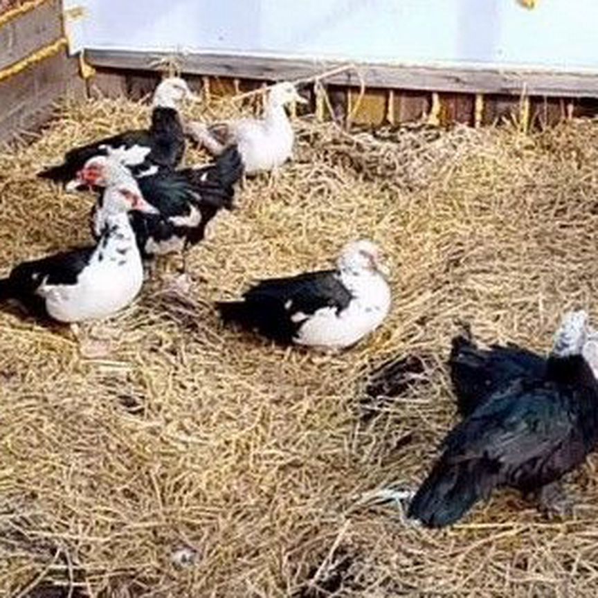 Индоутка мускусная утка