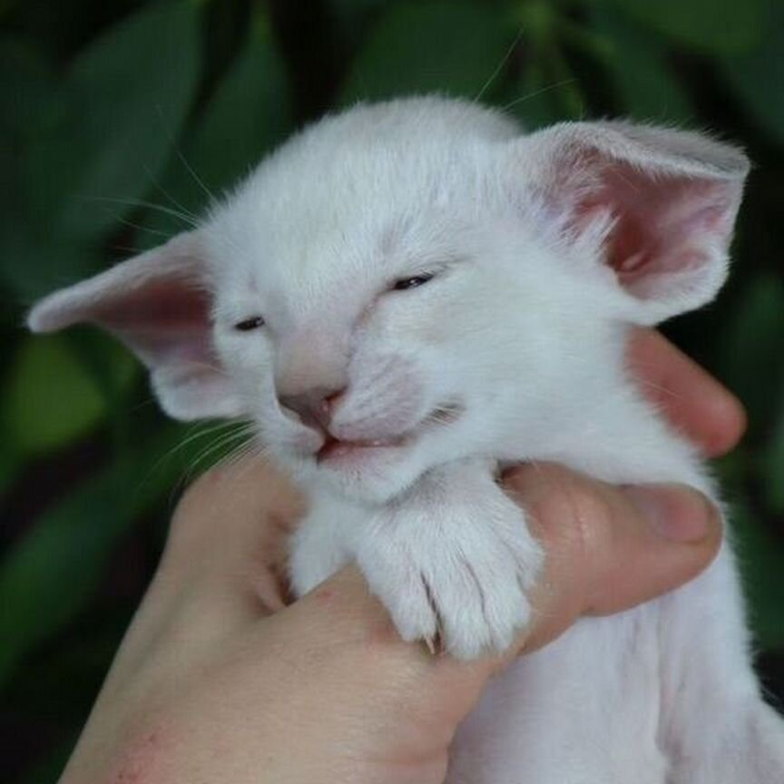 Ориентальныые котята