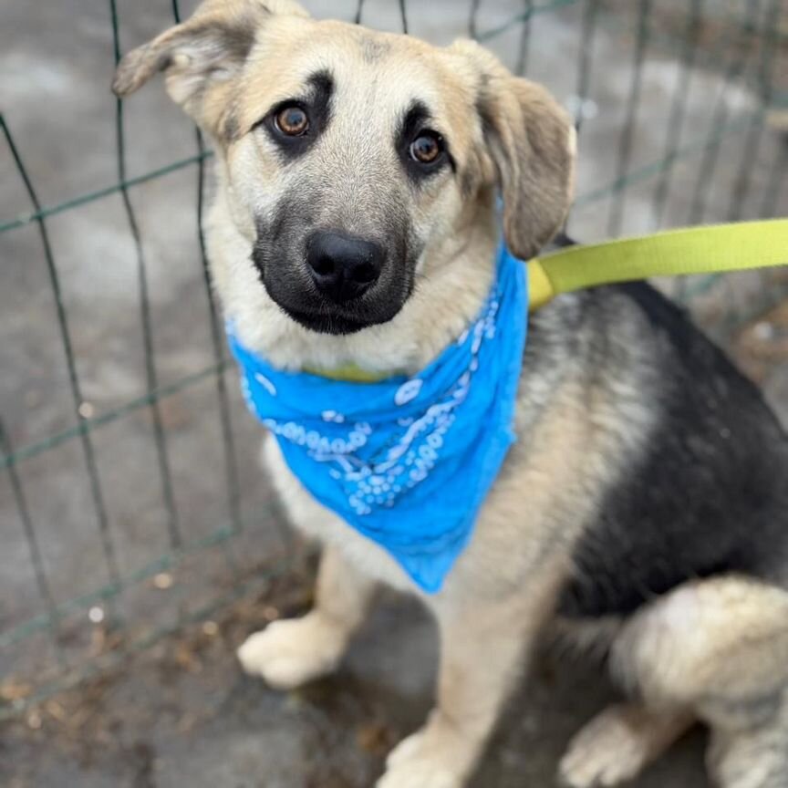 Нафаня ищет дом