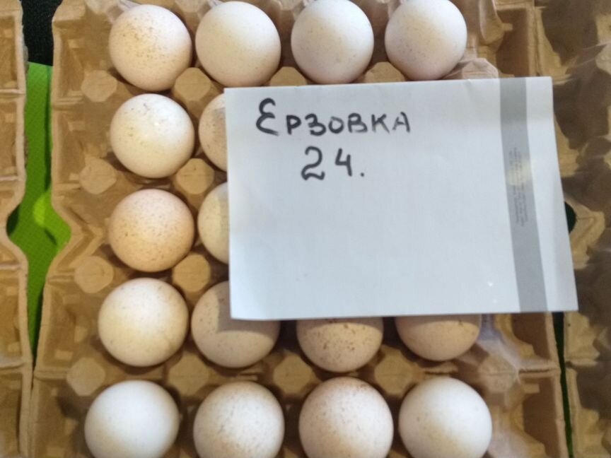 Инкубационное яйцо индейки