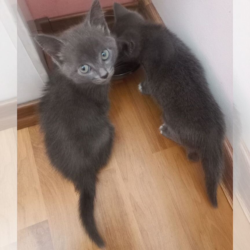 Британский короткошёрстный котёнок