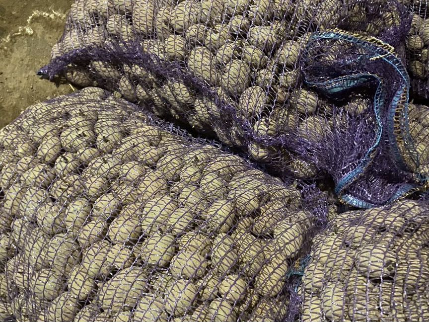 Картофель мелкий на корм скоту