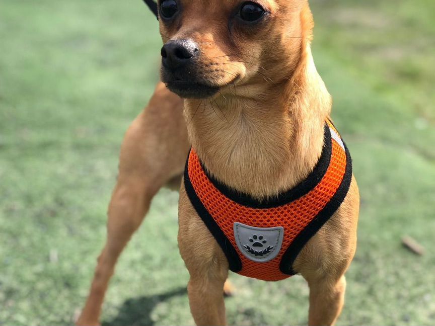 Случка той-терьер