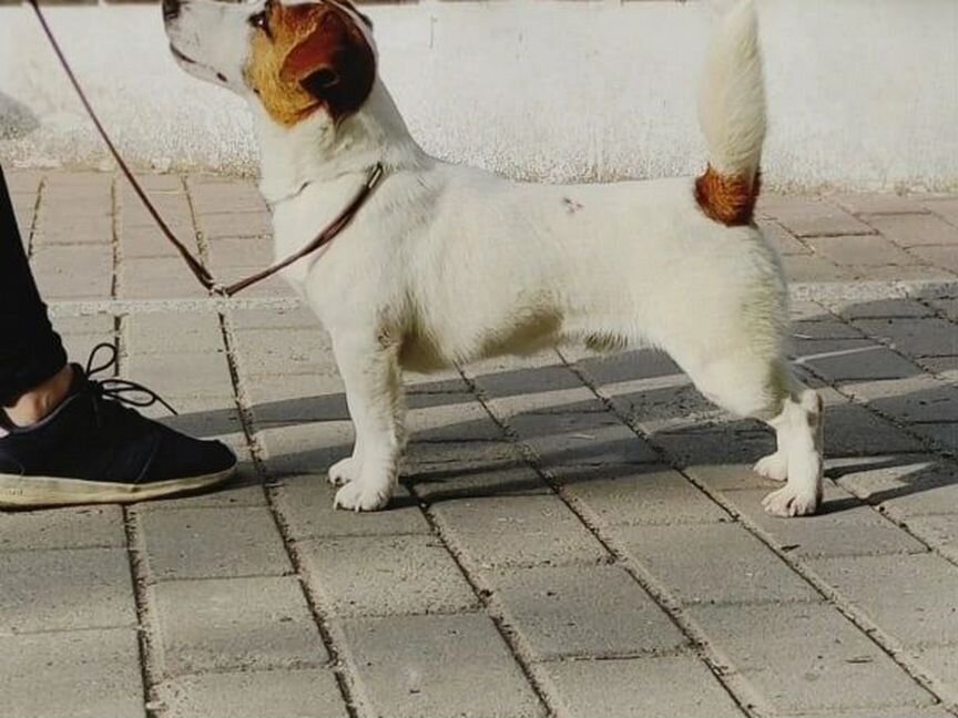 Вязка джек рассел терьер