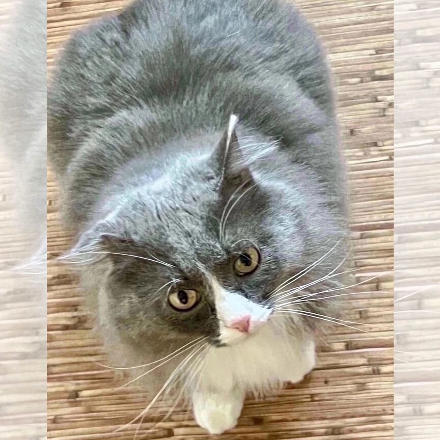 Котик из приюта