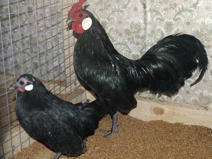 Курочки бентам ява