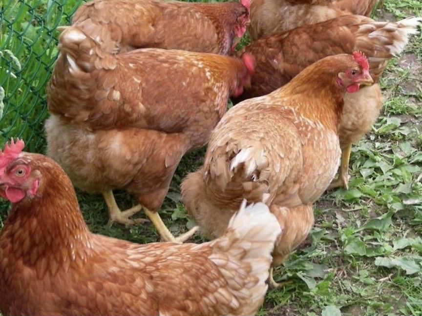 Куры несушки