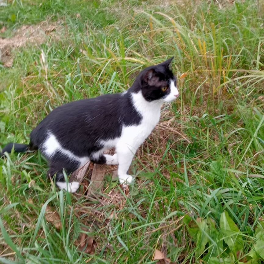 Котики бесплатно в добрые руки