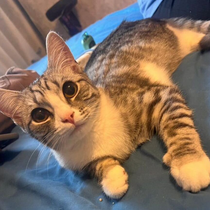 Кот