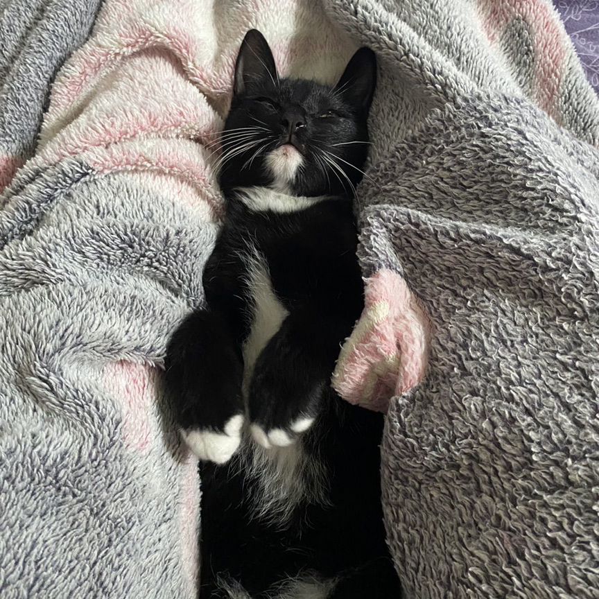 Котенок в добрые руки бесплатно