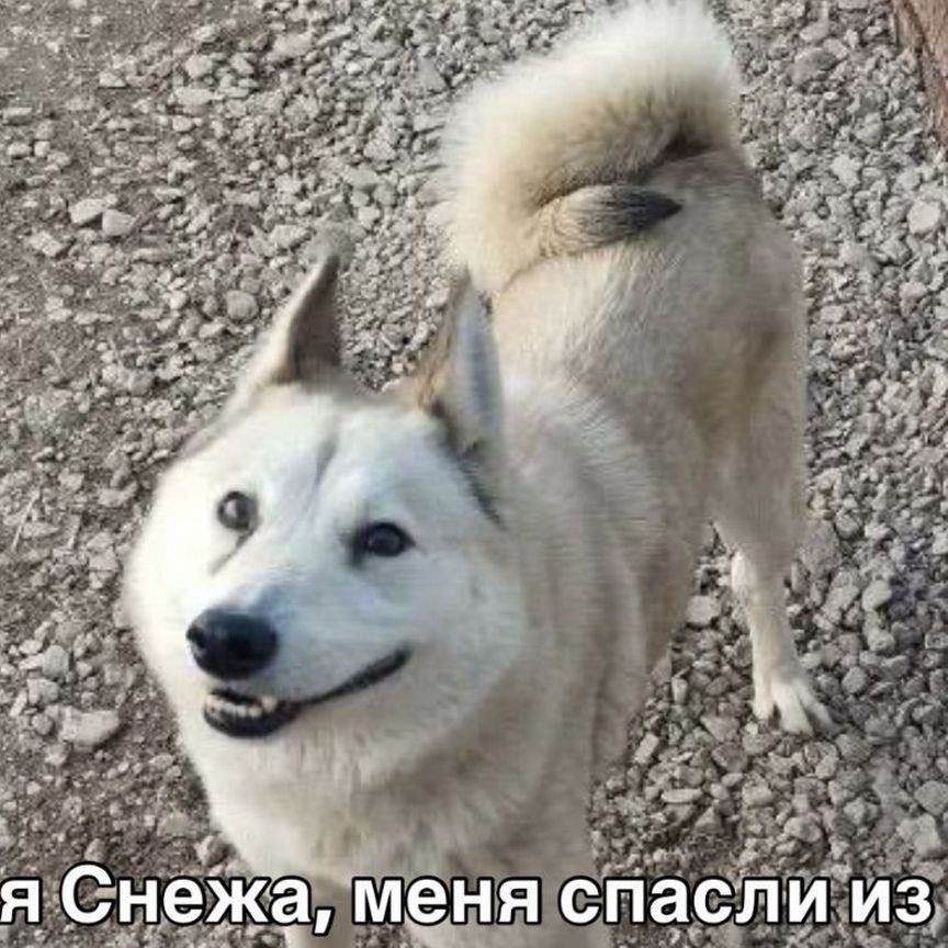 Лайка, взрослая собака