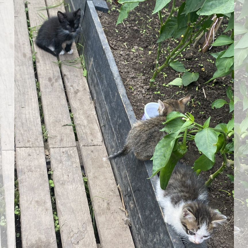 Отдам котенка в добрые руки