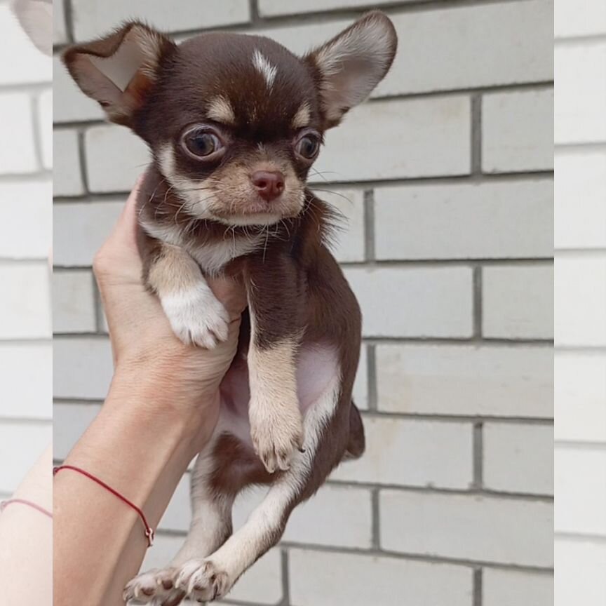 Чихуахуа шоколадка
