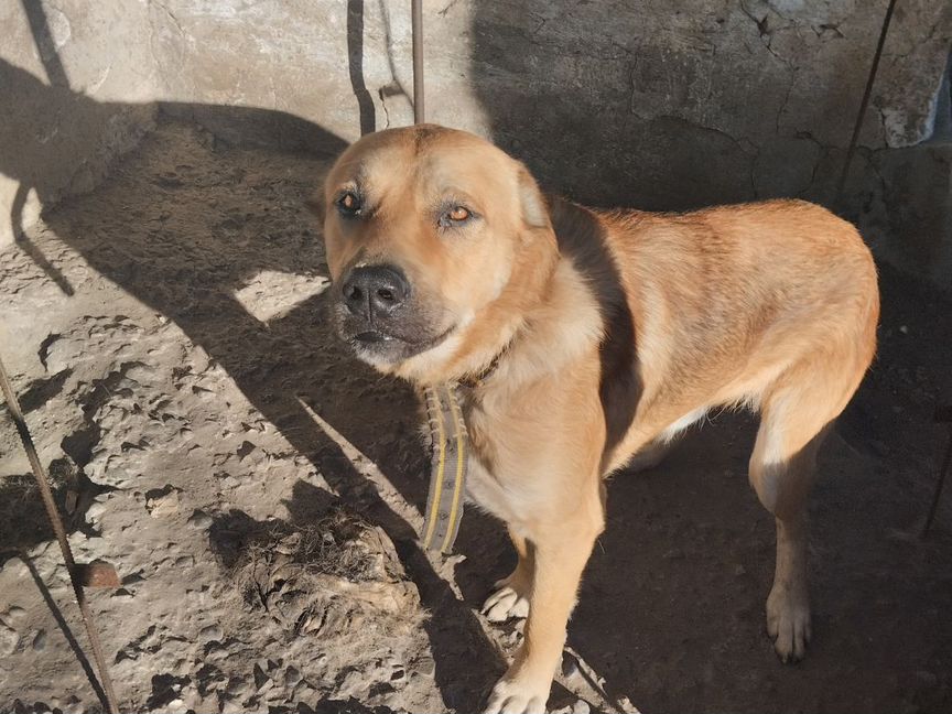 Средне азиатская овчарка Алабай