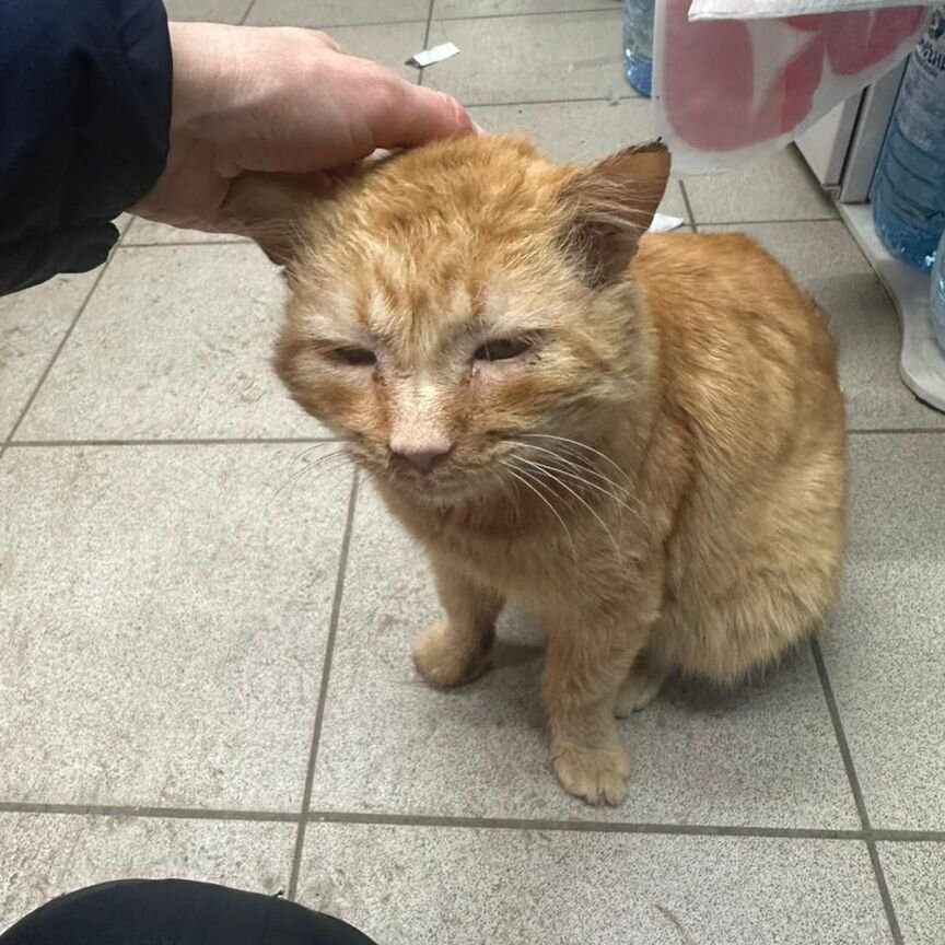 Кошки в добрые руки