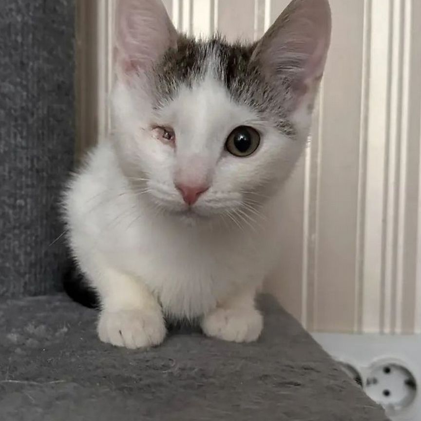 Котёнок в добрые руки