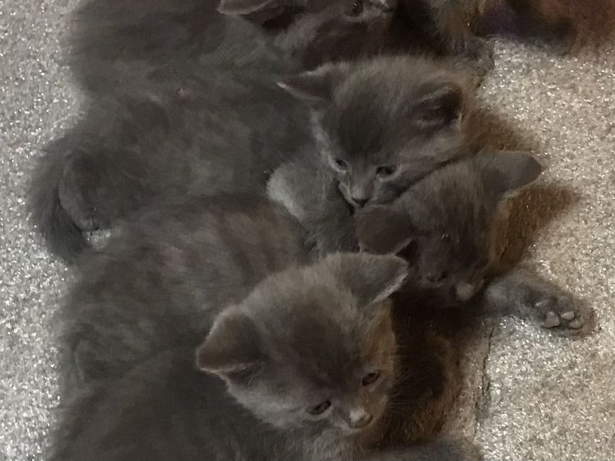 Котята русская голубая