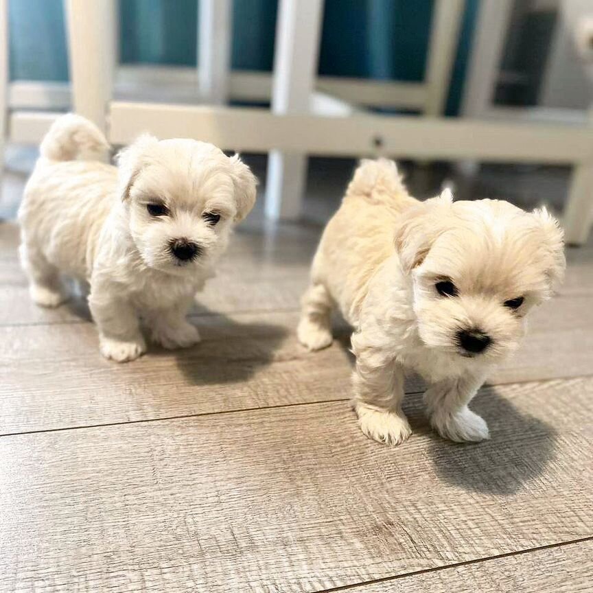 Мальтийская болонка