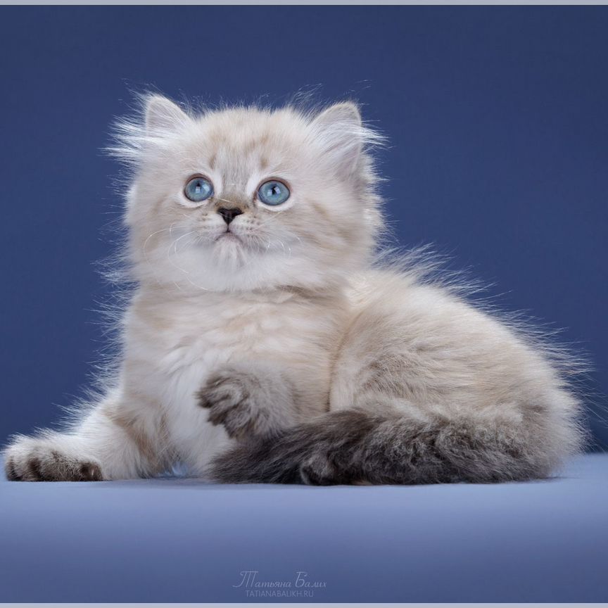 Манчкин котёнок