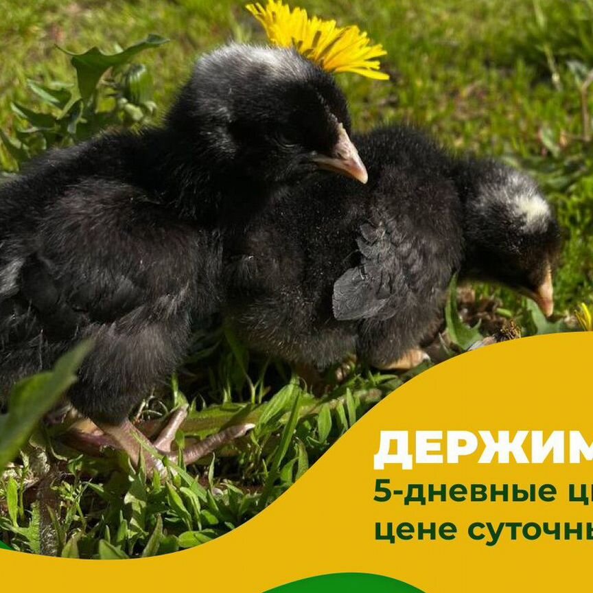 Цыплята Гризбар