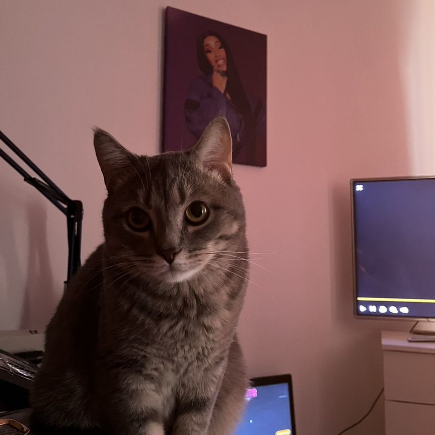 Отдам кота на передержку