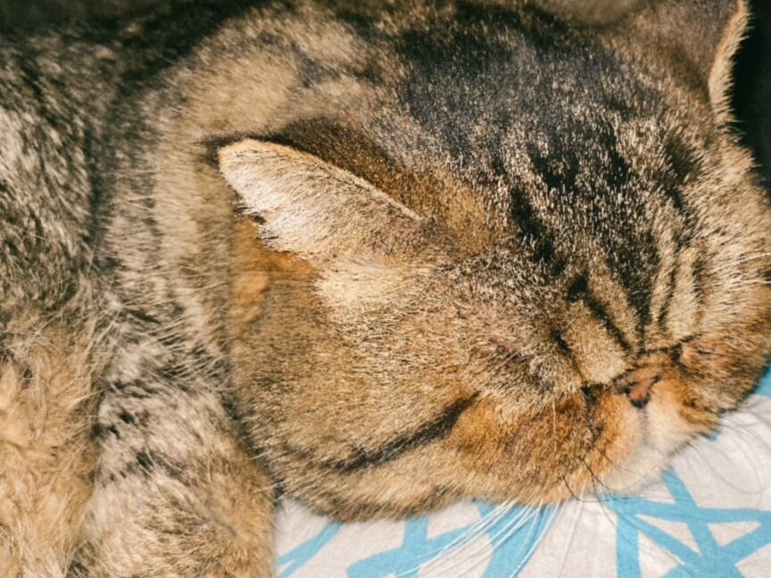 Семейная пара