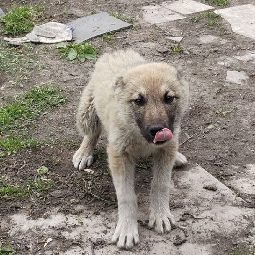 Щенок в добрые руки