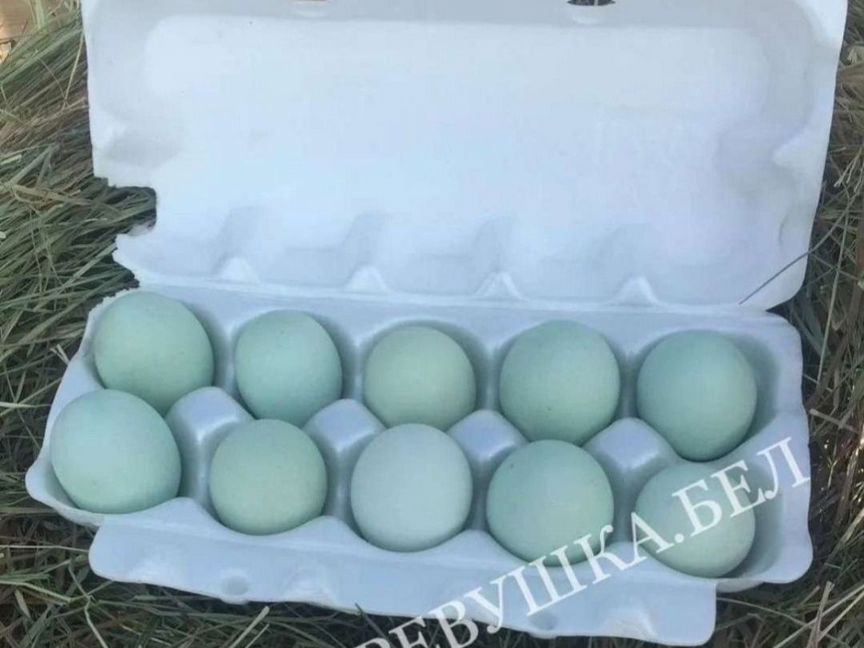 Инкубационное яйцо кур ухейилюй