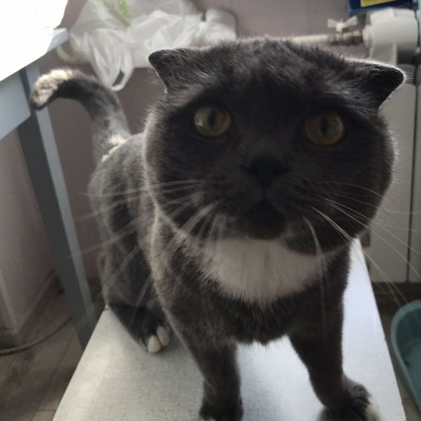 Кот