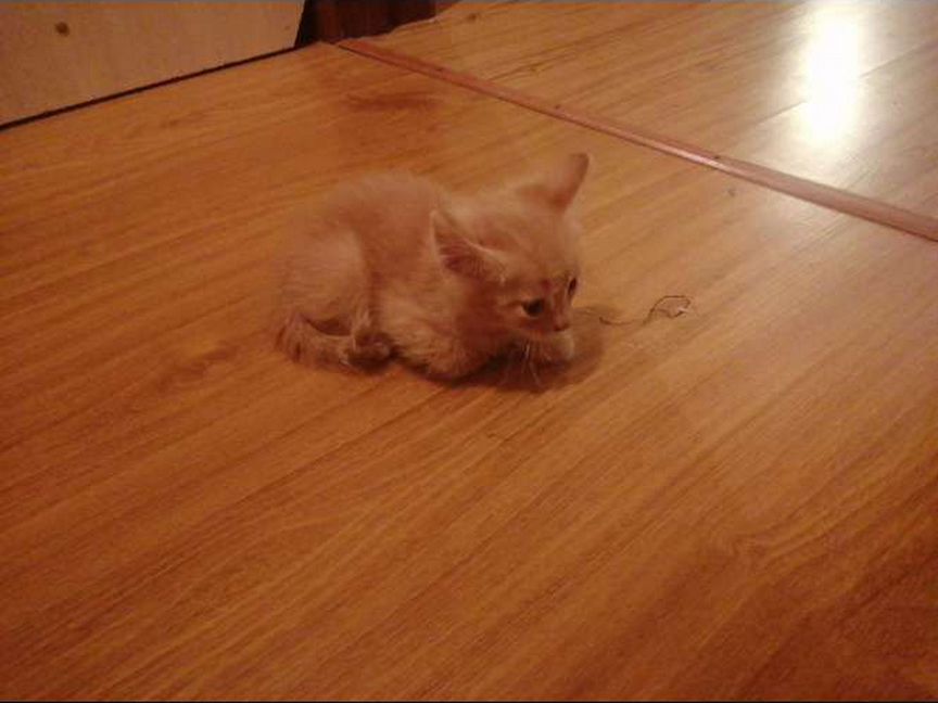 Котята в добрые руки бесплатно