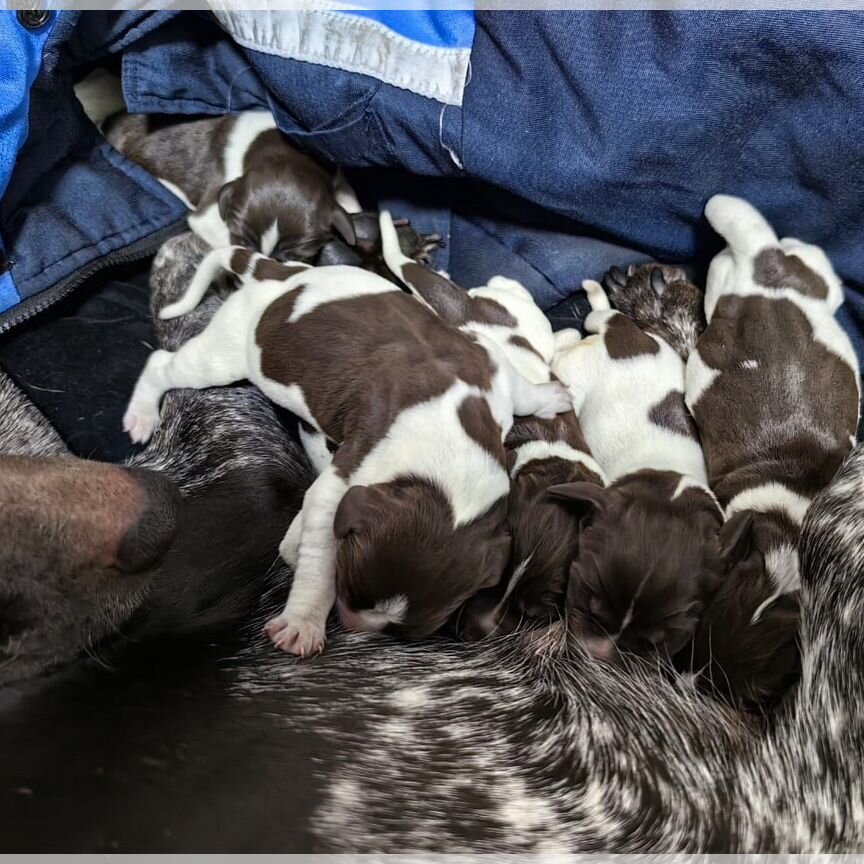 Щенки курцхара