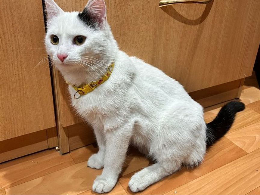 Ищем новых хозяев для кота. Ласковый, общительный