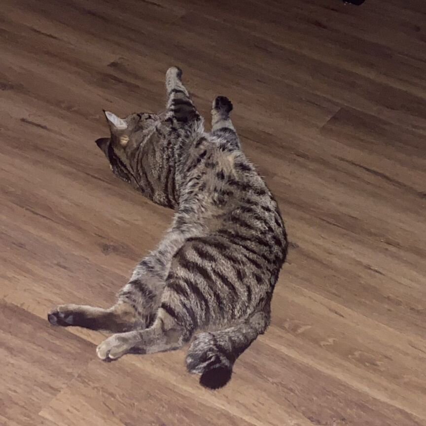 Отдам кота в добрые руки