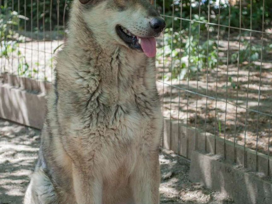 Красавец Балто хочет стать домашним