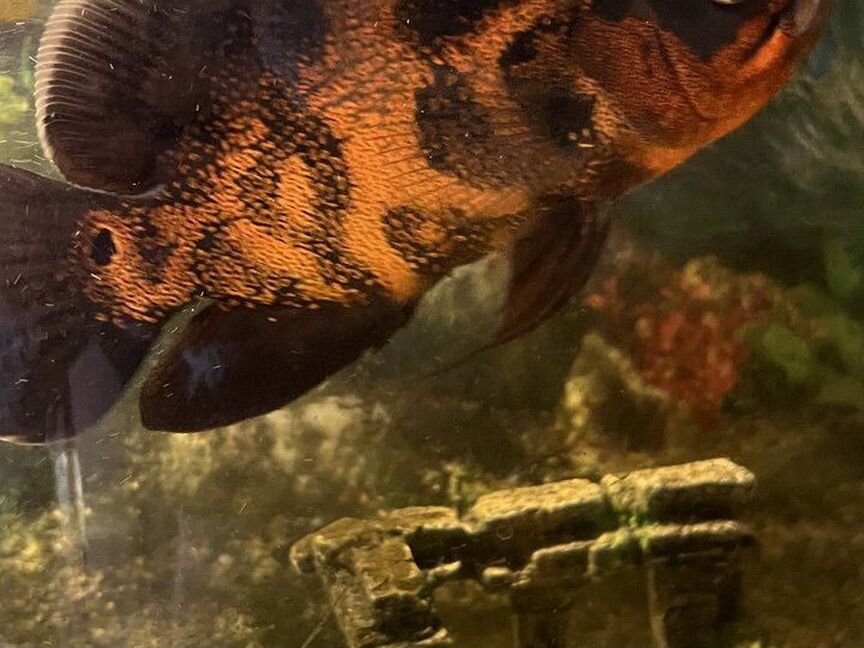 Аквариумные рыбки астронотус