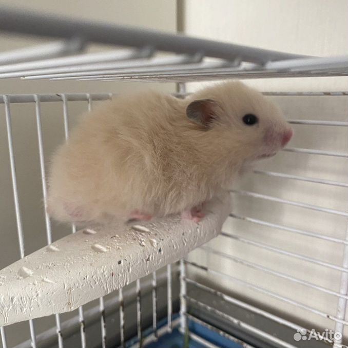 Сирийский хомякок