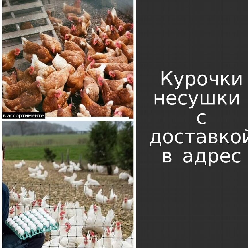 Куры несушки к порогу