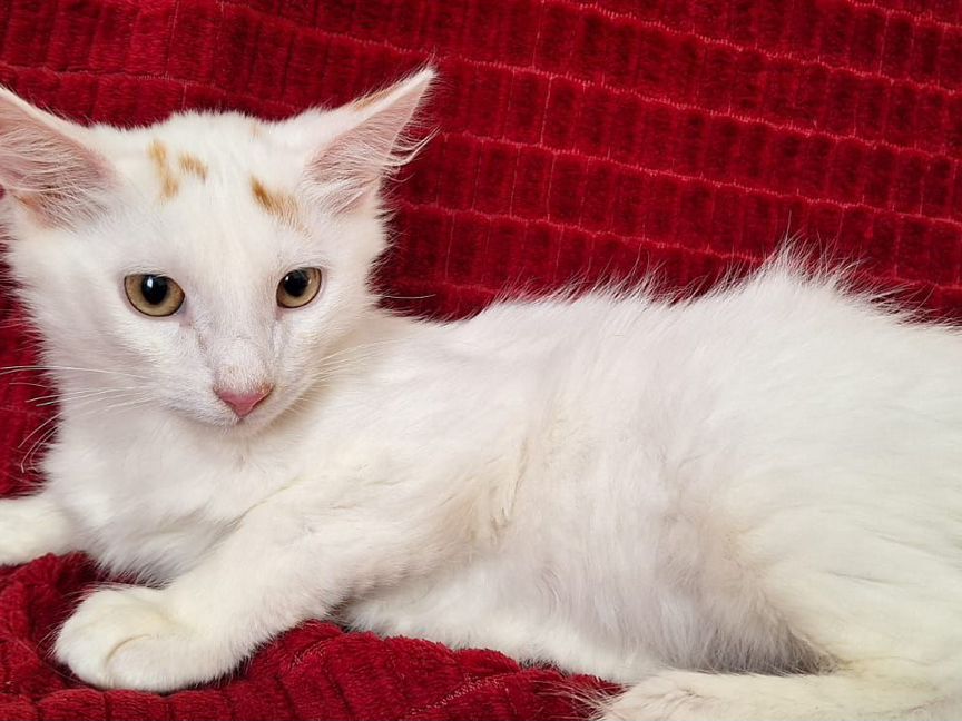 Беляшечка котёнок 3 мес